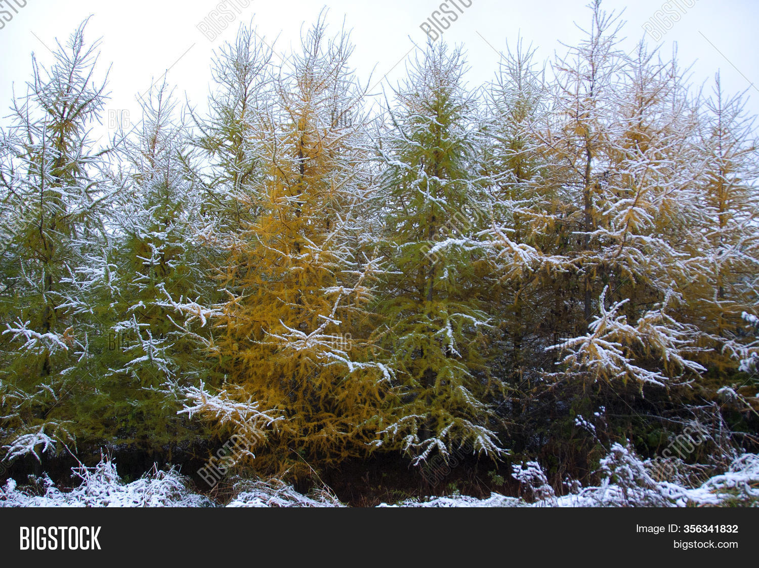 Late Fall Landscape Image & Photo (Free Trial) | Bigstock