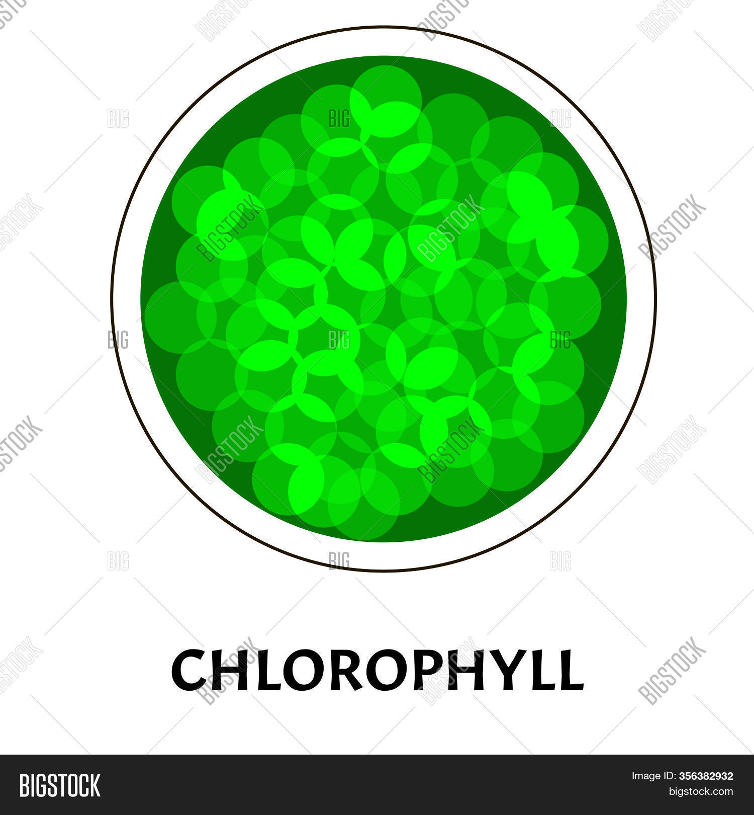 Chlorophyll. Green Image & Photo (Free Trial) | Bigstock