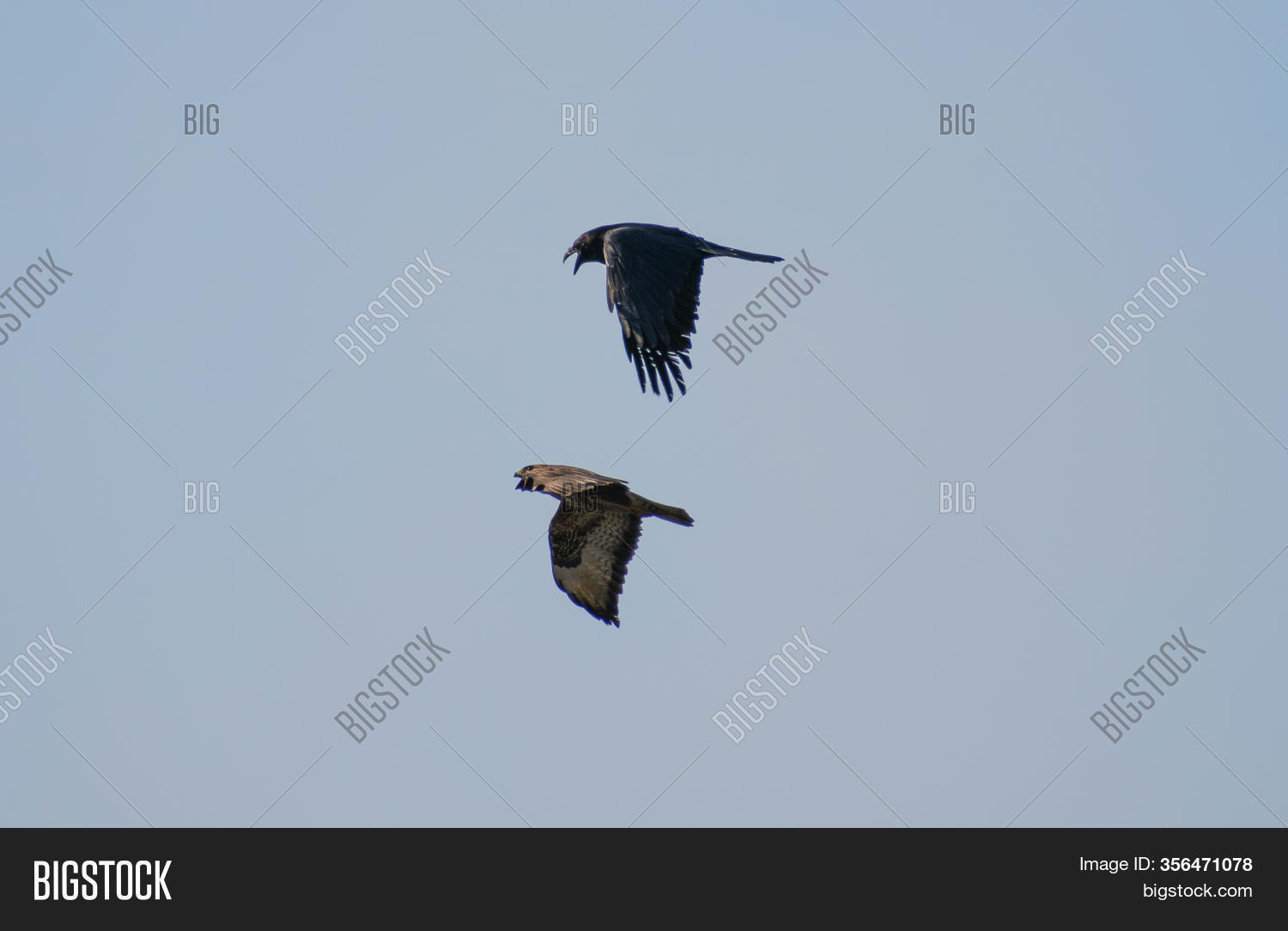 Pigeon Hawk Crow Image & Photo (Free Trial) | Bigstock