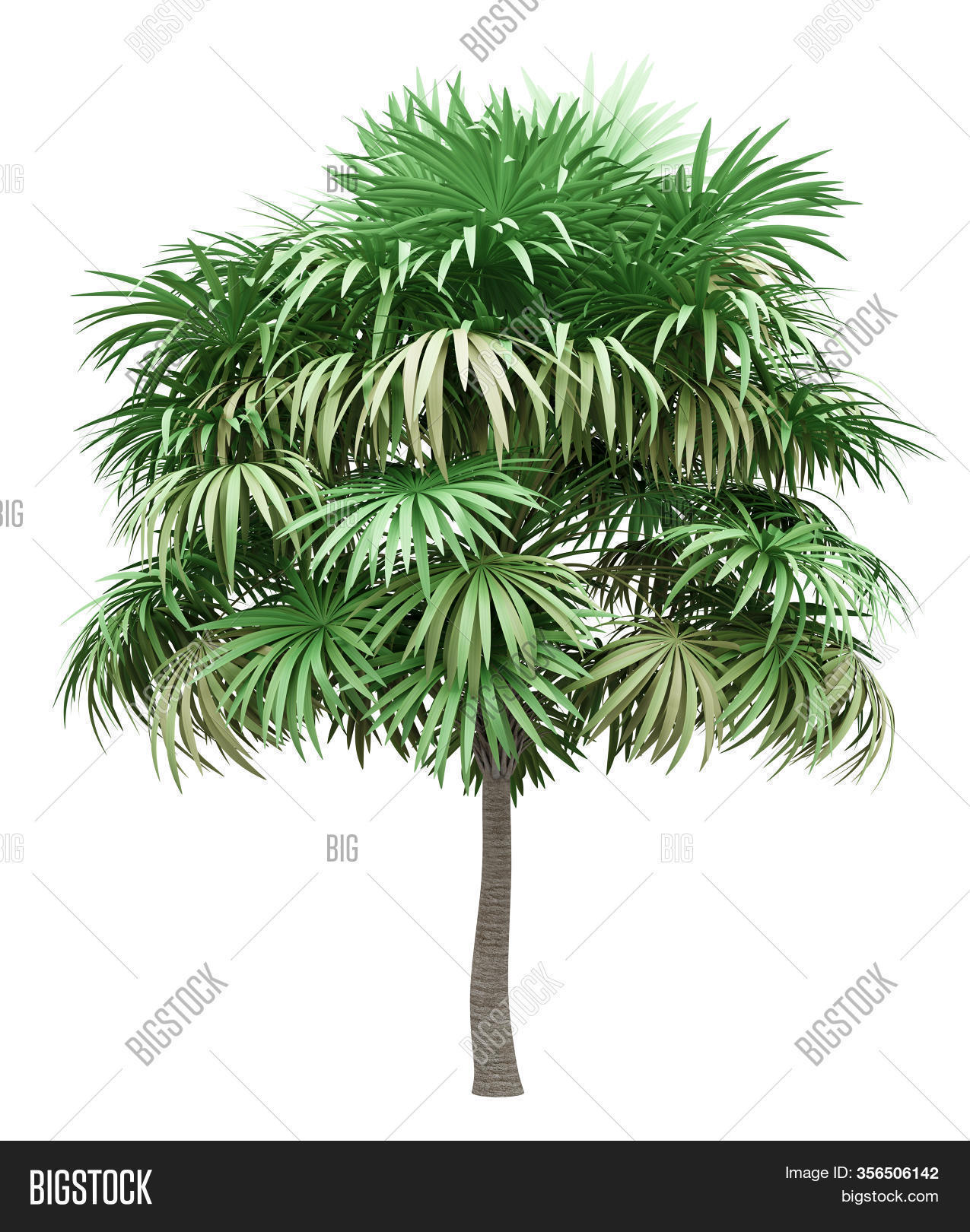 Thatch Palm Tree Image & Photo (Free Trial) | Bigstock