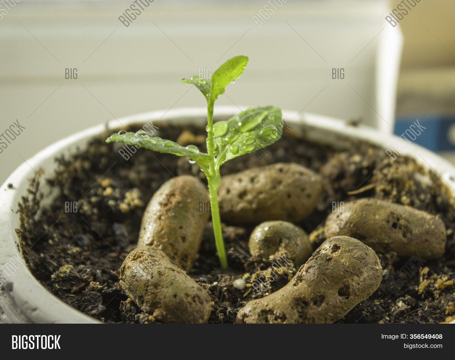 Lemon Tree Sprout Pot Image & Photo (Free Trial) | Bigstock