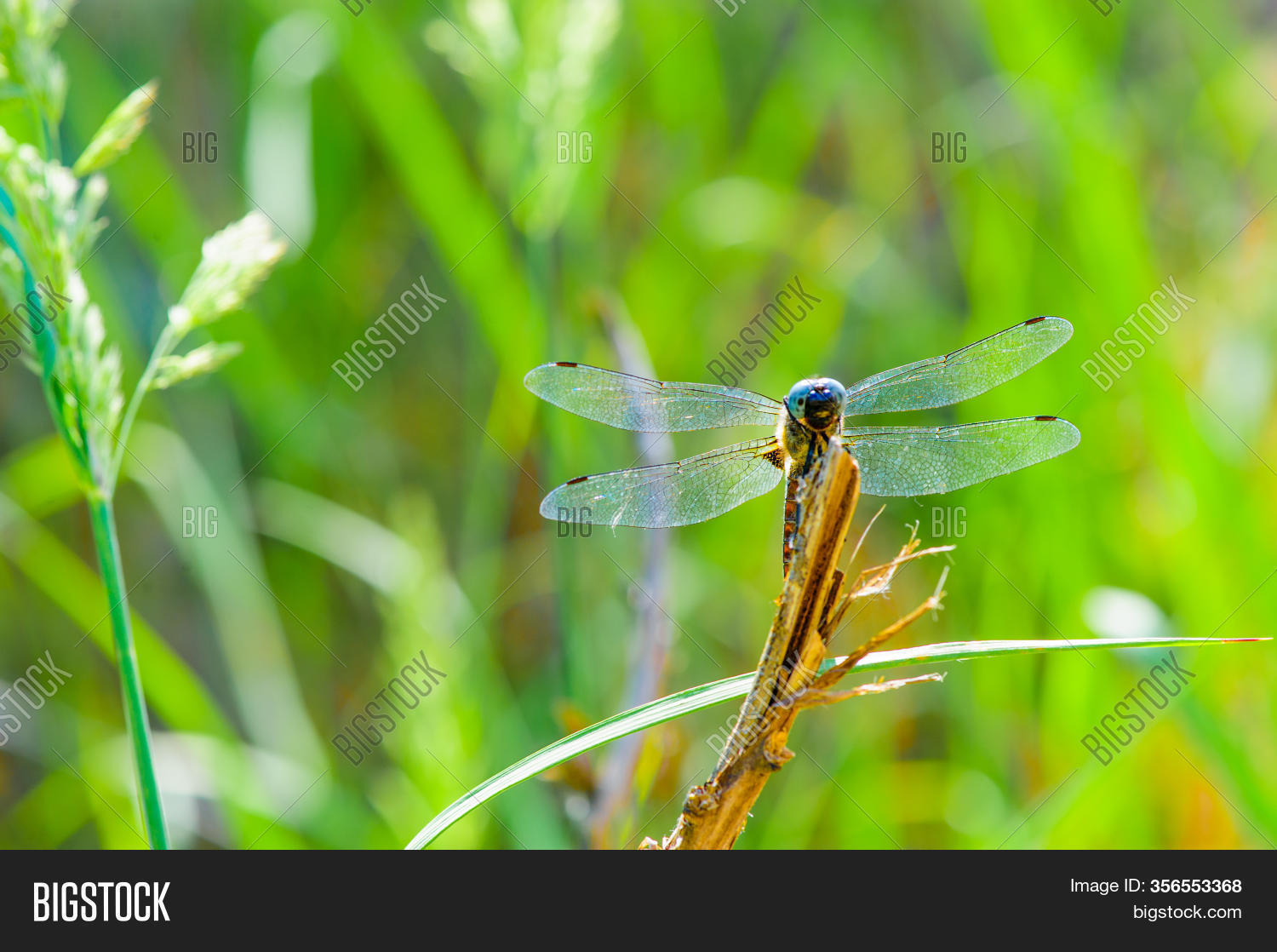 Colorful Dragonfly Image & Photo (Free Trial) | Bigstock