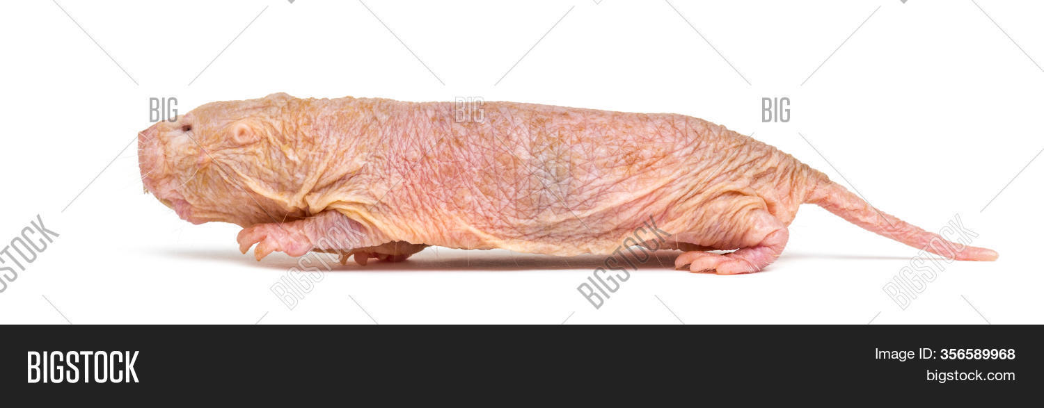 Naked Mole-rat, Image & Photo (Free Trial) | Bigstock