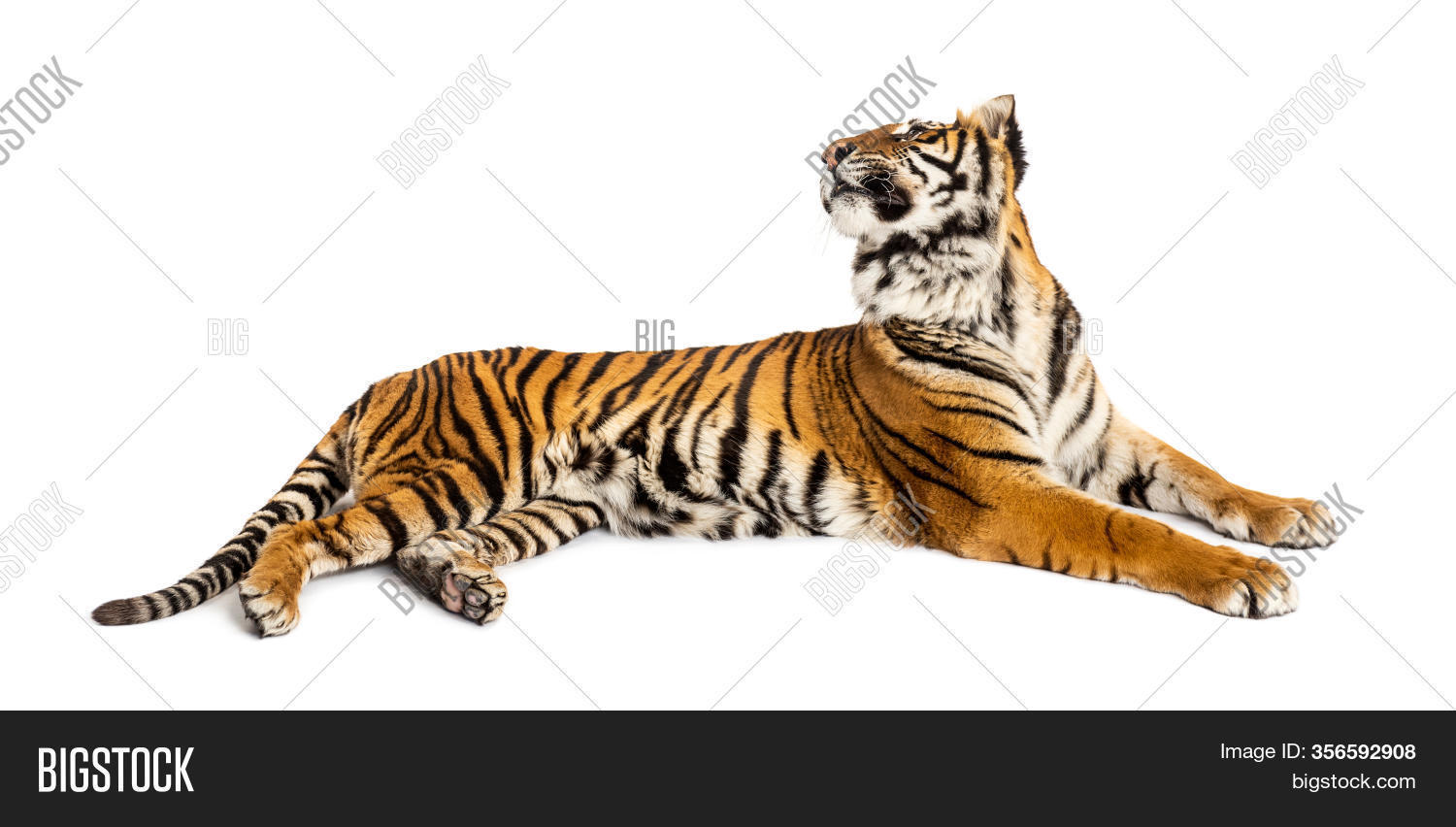 Tiger Lying Down, Image & Photo (Free Trial) | Bigstock