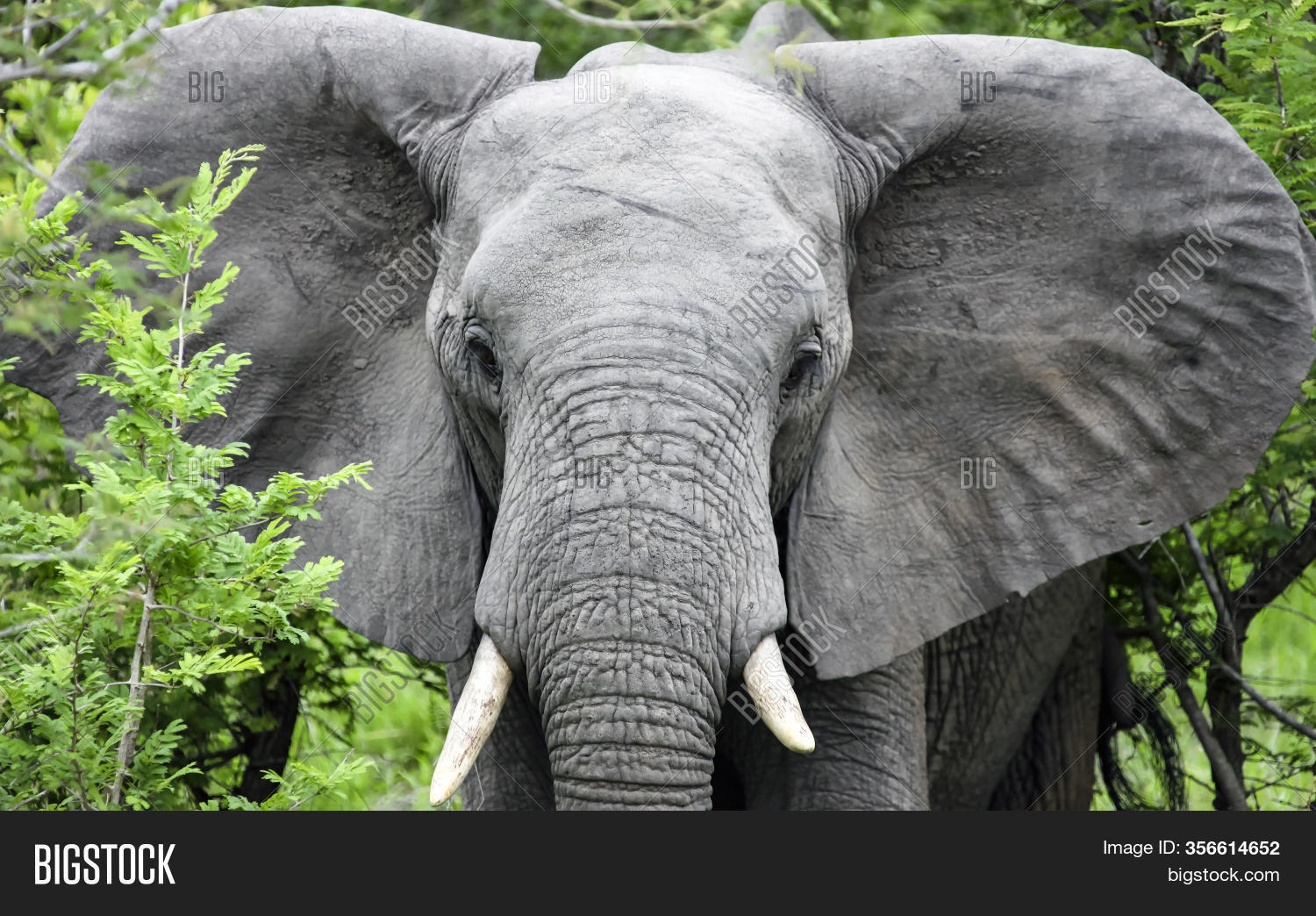 Elephant Open Ears Image & Photo (Free Trial) | Bigstock