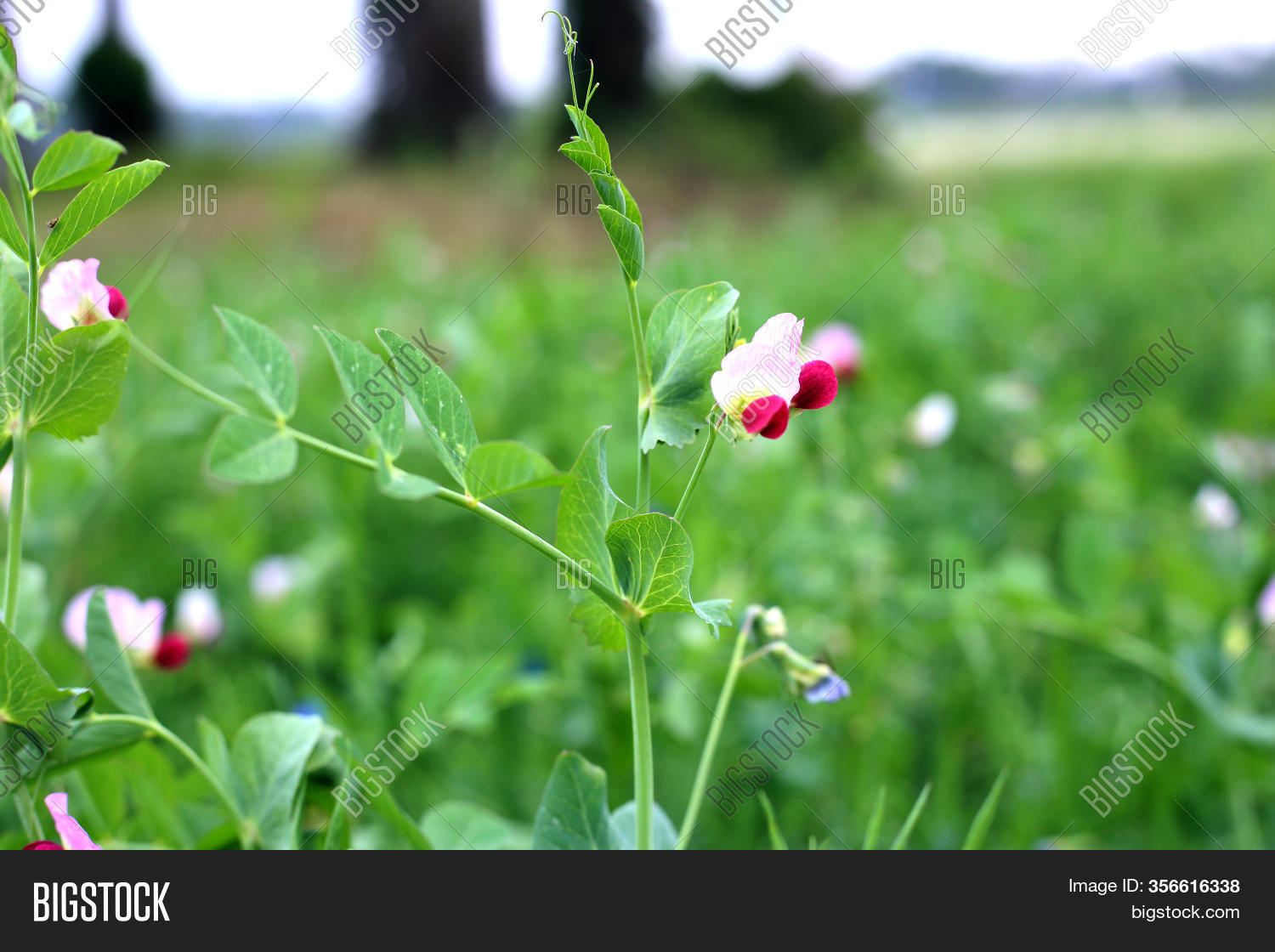 Fresh Peas On Tree Image & Photo (Free Trial) | Bigstock