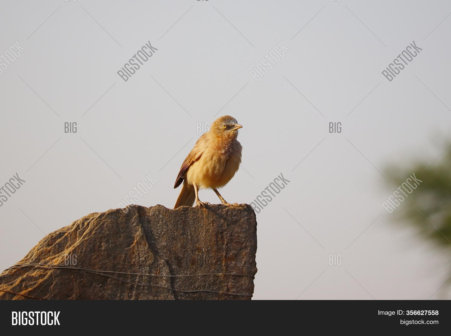 Bird Rest On Rock Day Image & Photo (Free Trial) | Bigstock