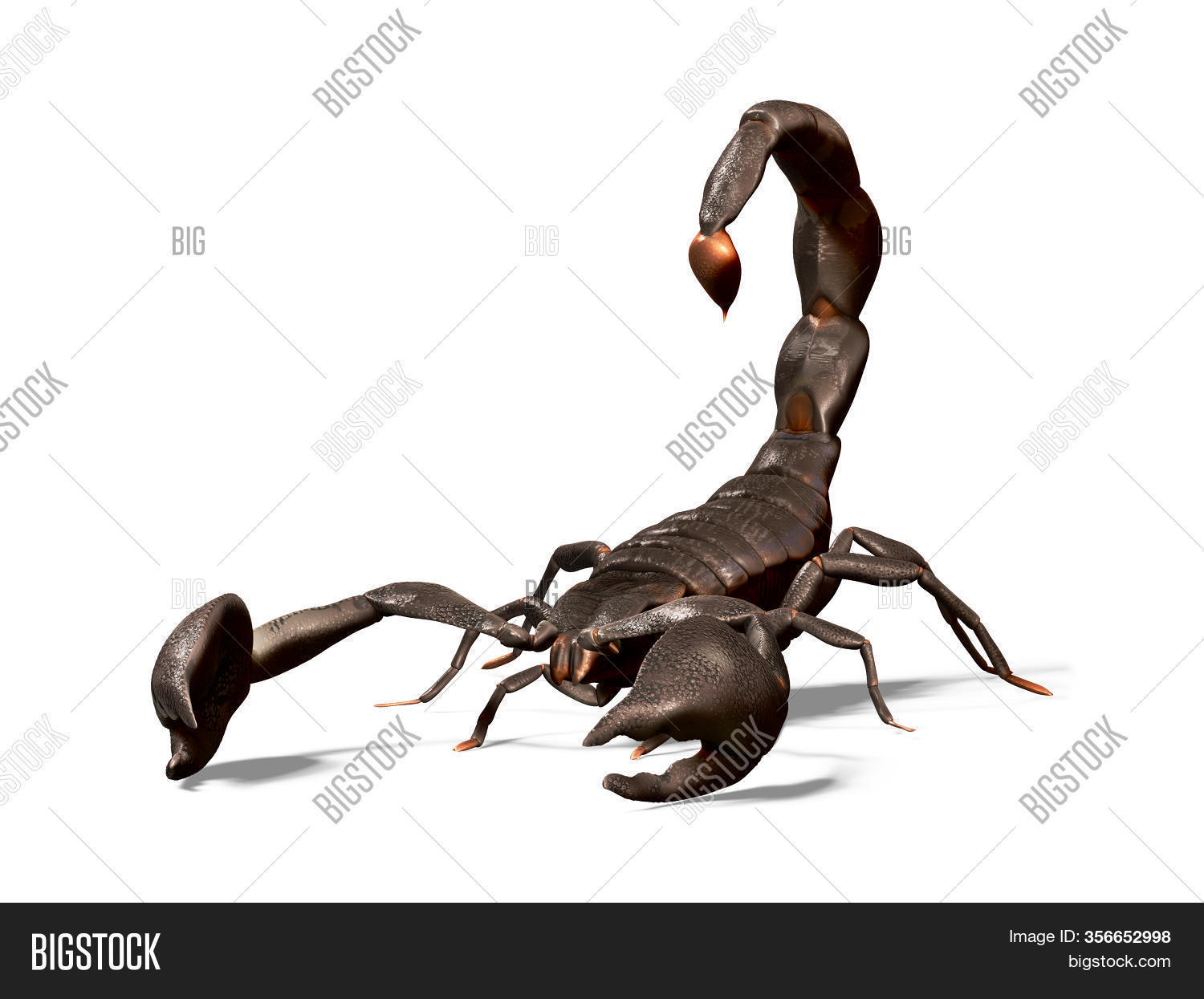Imperial Scorpio Image & Photo (Free Trial) | Bigstock