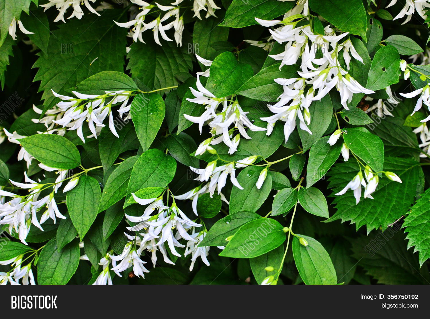 Close Jasmine Flowers Image & Photo (Free Trial) | Bigstock