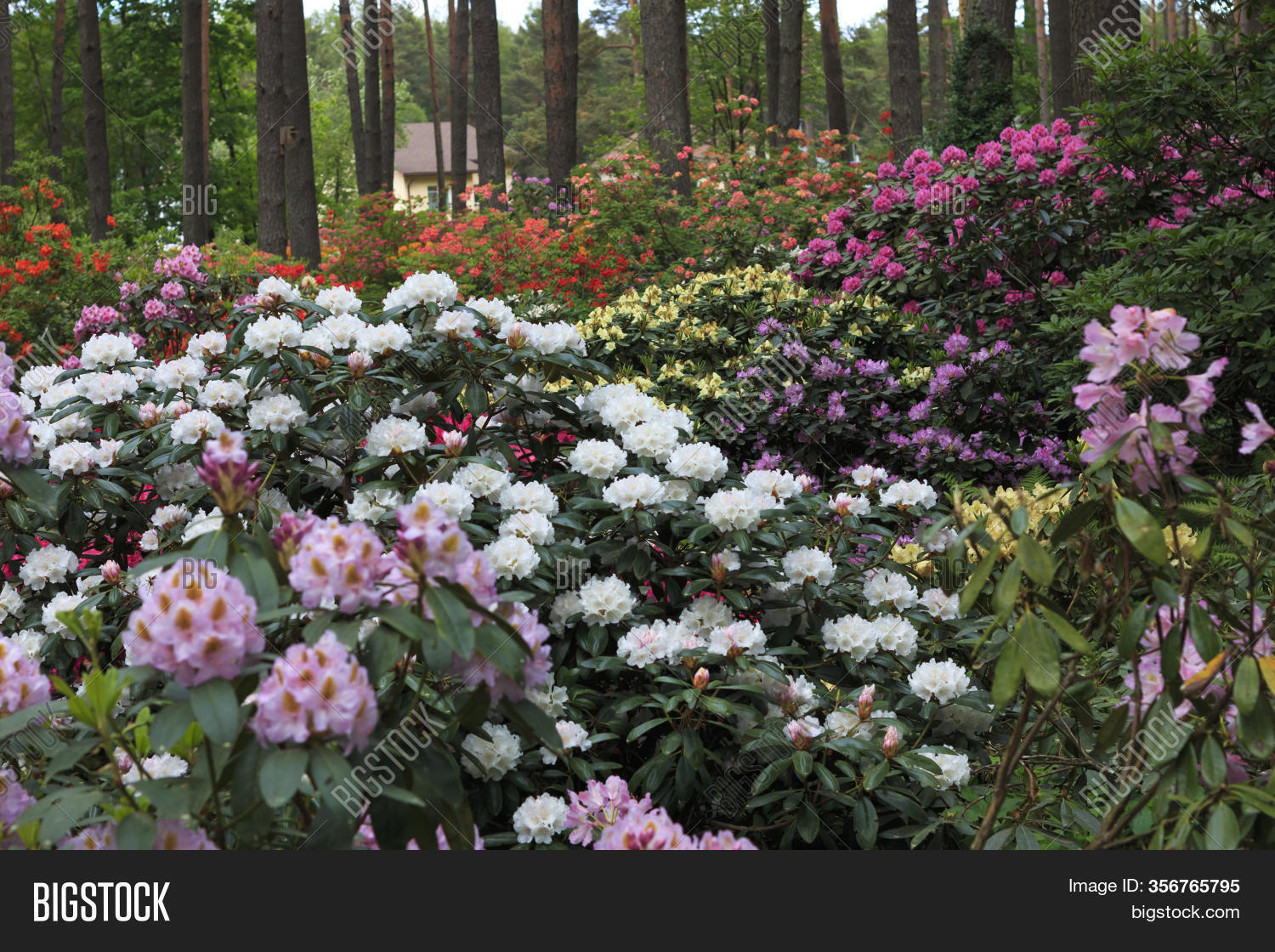 Big Azalea Image & Photo (Free Trial) | Bigstock