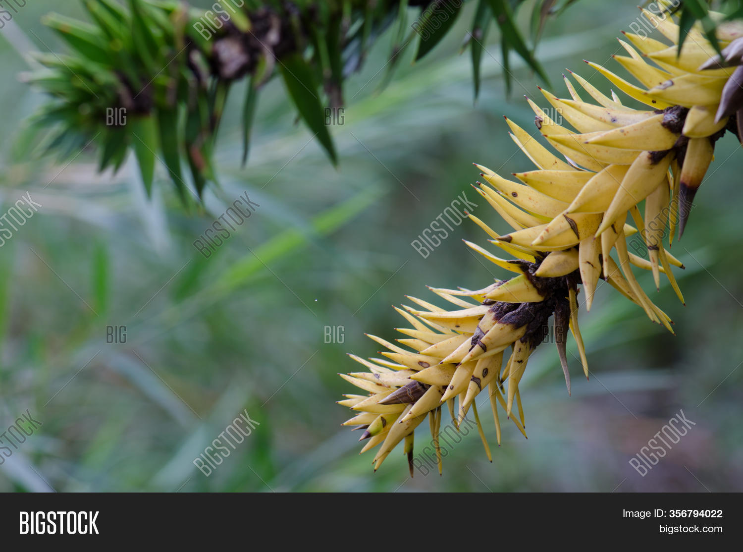 Branches Monkey Puzzle Image & Photo (Free Trial) | Bigstock