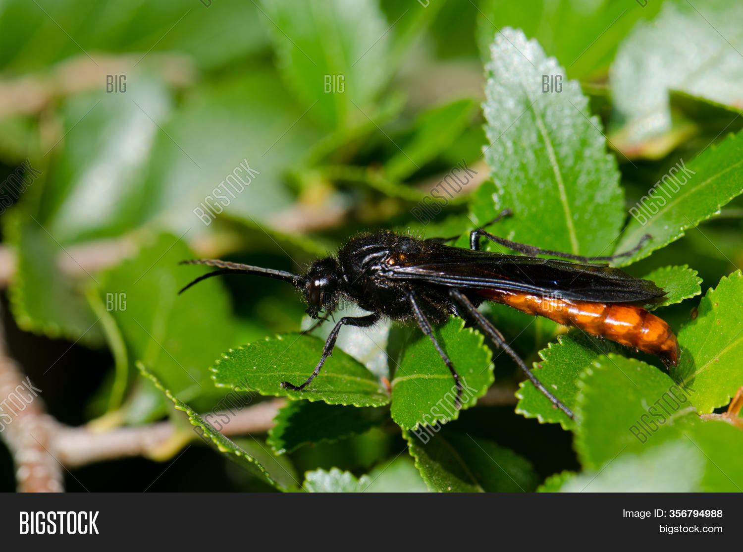Male Wasp Elaphroptera Image & Photo (Free Trial) | Bigstock