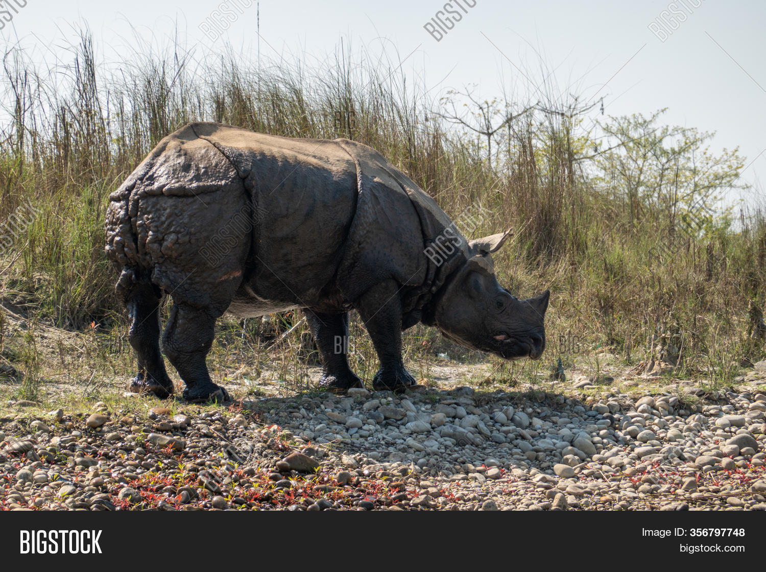 Endangered One Horned Image & Photo (Free Trial) | Bigstock