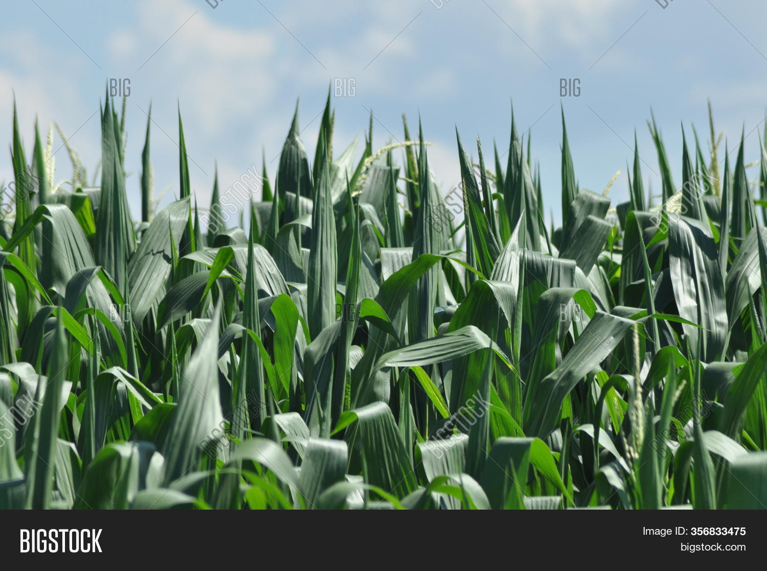 Field Corn. Leaves Image & Photo (Free Trial) | Bigstock