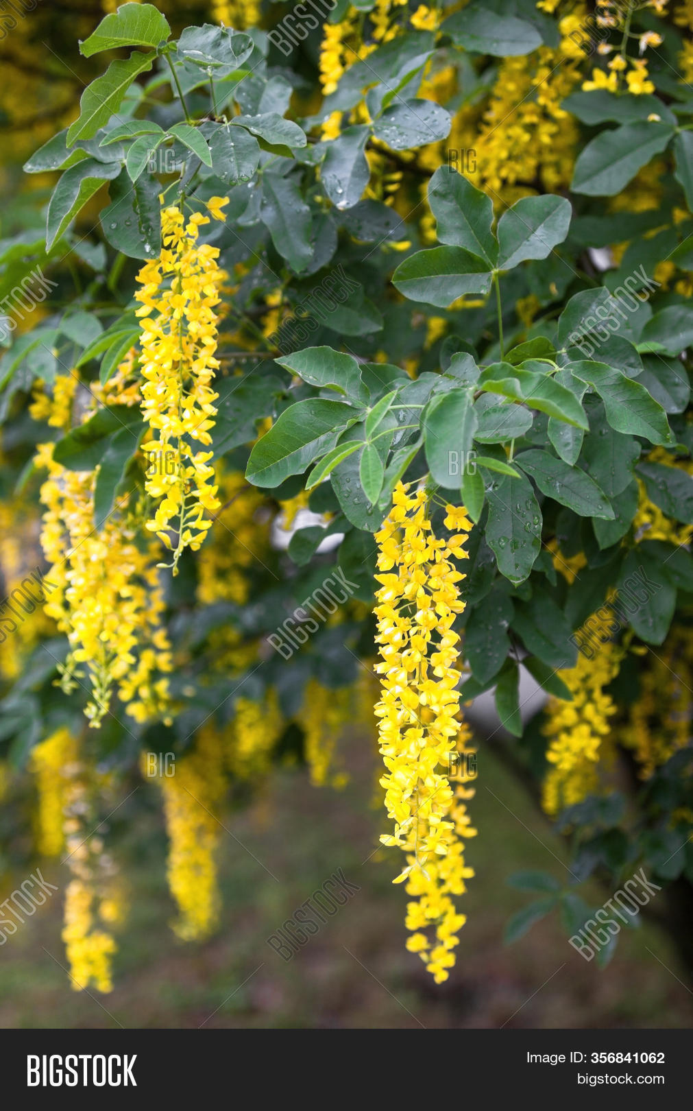 Blooming Laburnum Tree Image & Photo (Free Trial) | Bigstock