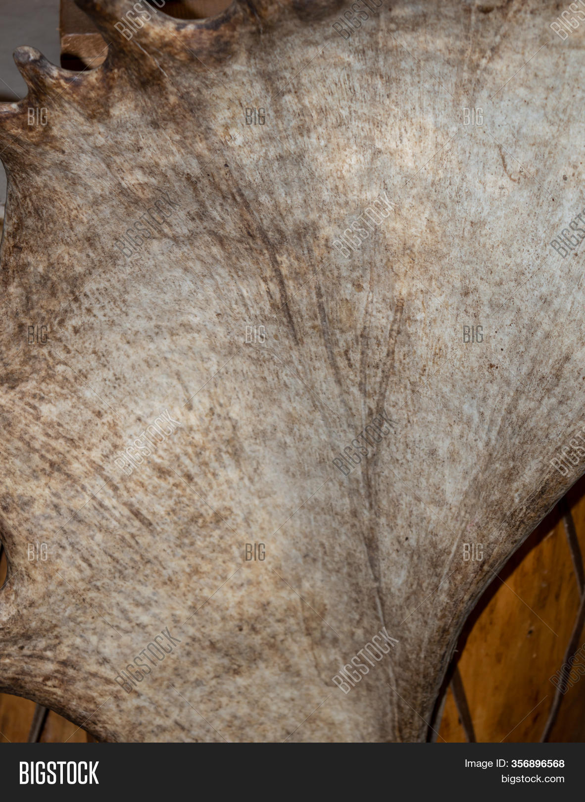 Big Powerful Moose Image & Photo (Free Trial) | Bigstock