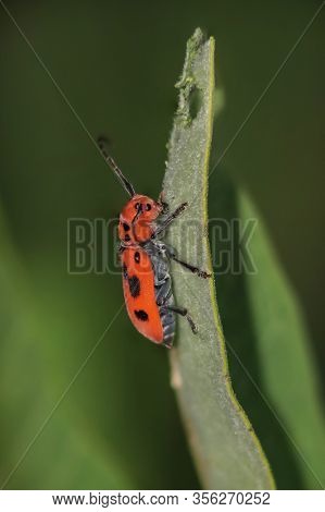 Close Shot Young Box Image & Photo (Free Trial) | Bigstock
