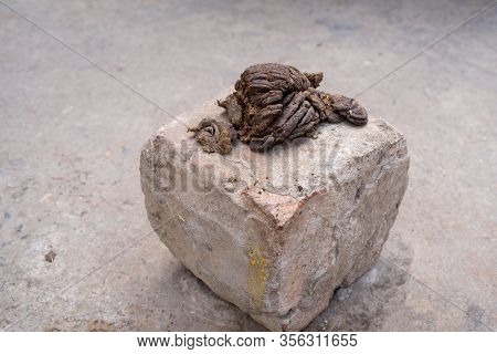 Cow Poop Patties Image & Photo (Free Trial) | Bigstock