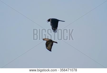 Pigeon Hawk Crow Image & Photo (Free Trial) | Bigstock