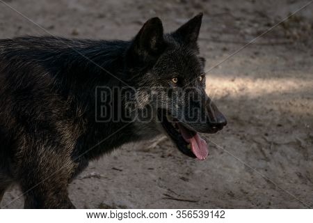 Face Portrait Image & Photo (Free Trial) | Bigstock