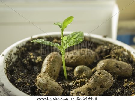 Lemon Tree Sprout Pot Image & Photo (Free Trial) | Bigstock