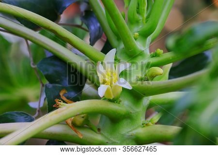 Papaya Images, Illustrations & Vectors (Free) - Bigstock