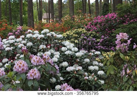 Big Azalea Image & Photo (Free Trial) | Bigstock