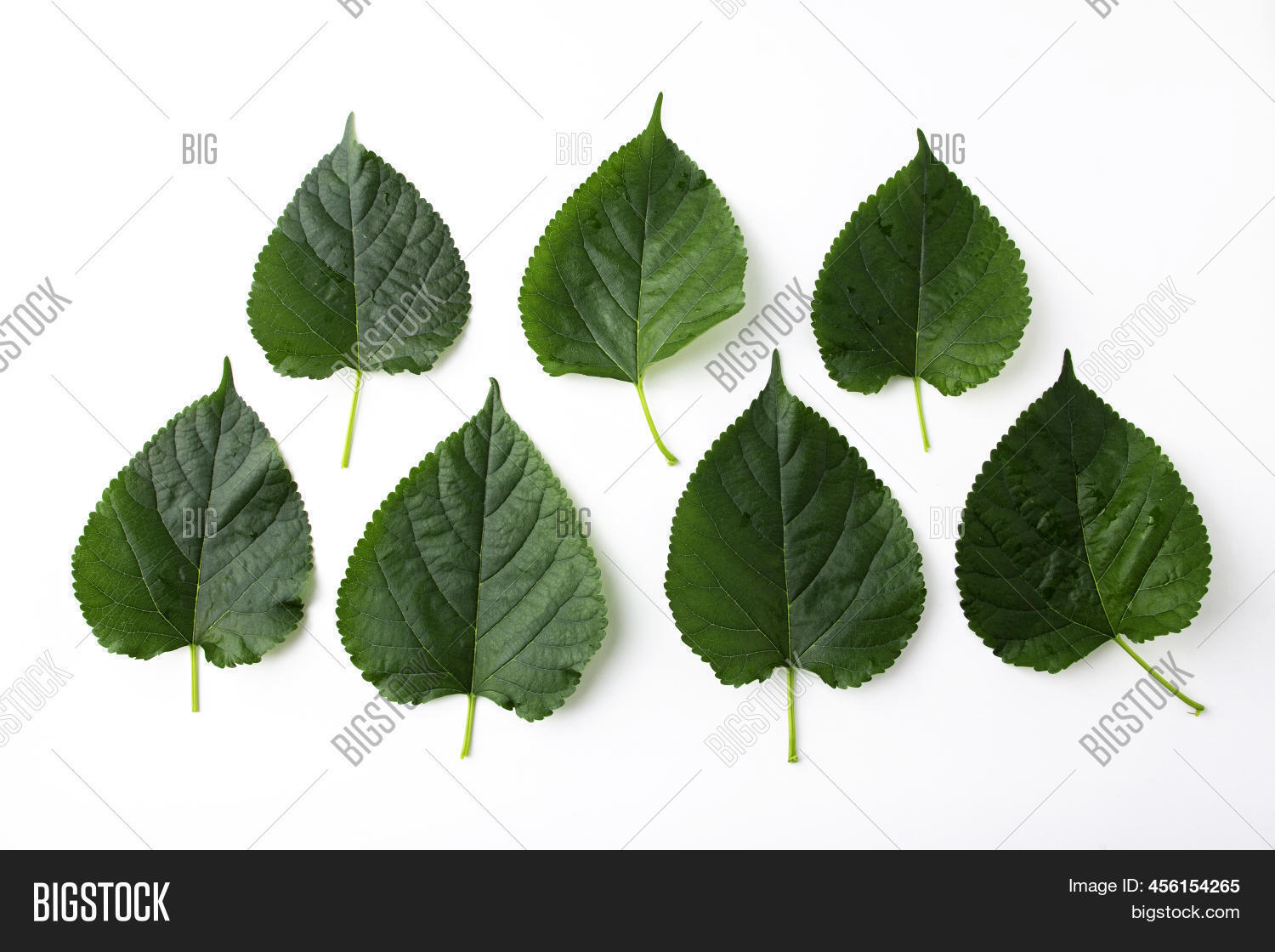 Group 7 Mulberry Image & Photo (Free Trial) | Bigstock