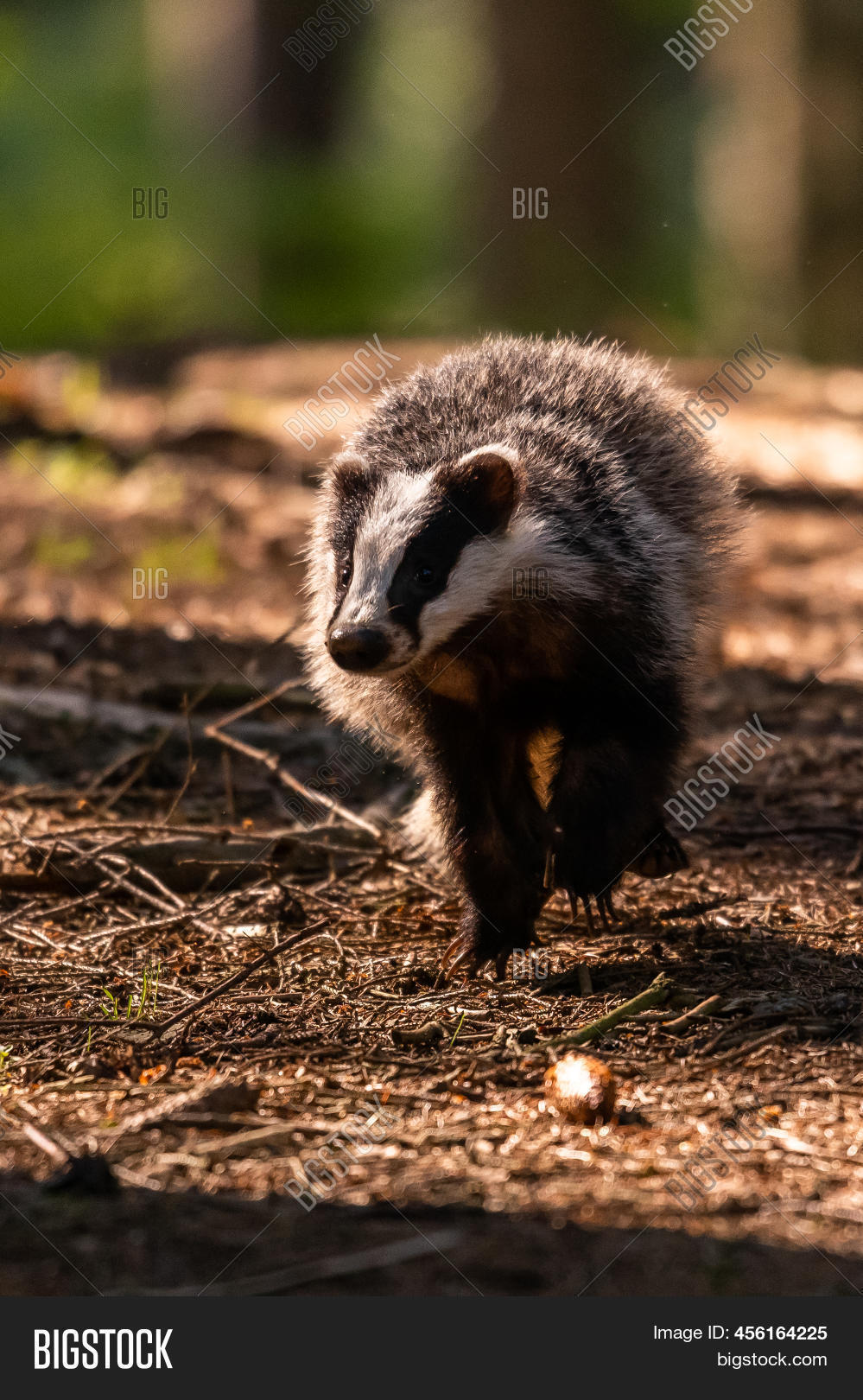 Forest Badger (Meles Image & Photo (Free Trial) | Bigstock