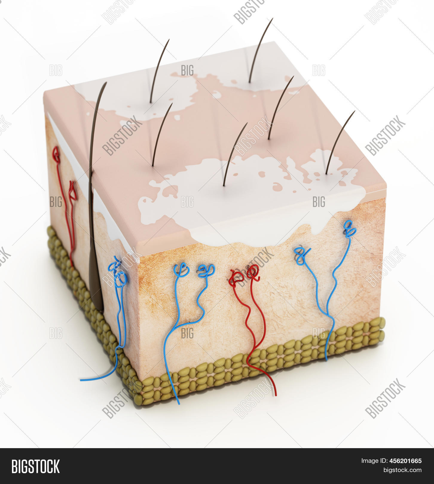 3d Structure Human Image & Photo (Free Trial) | Bigstock