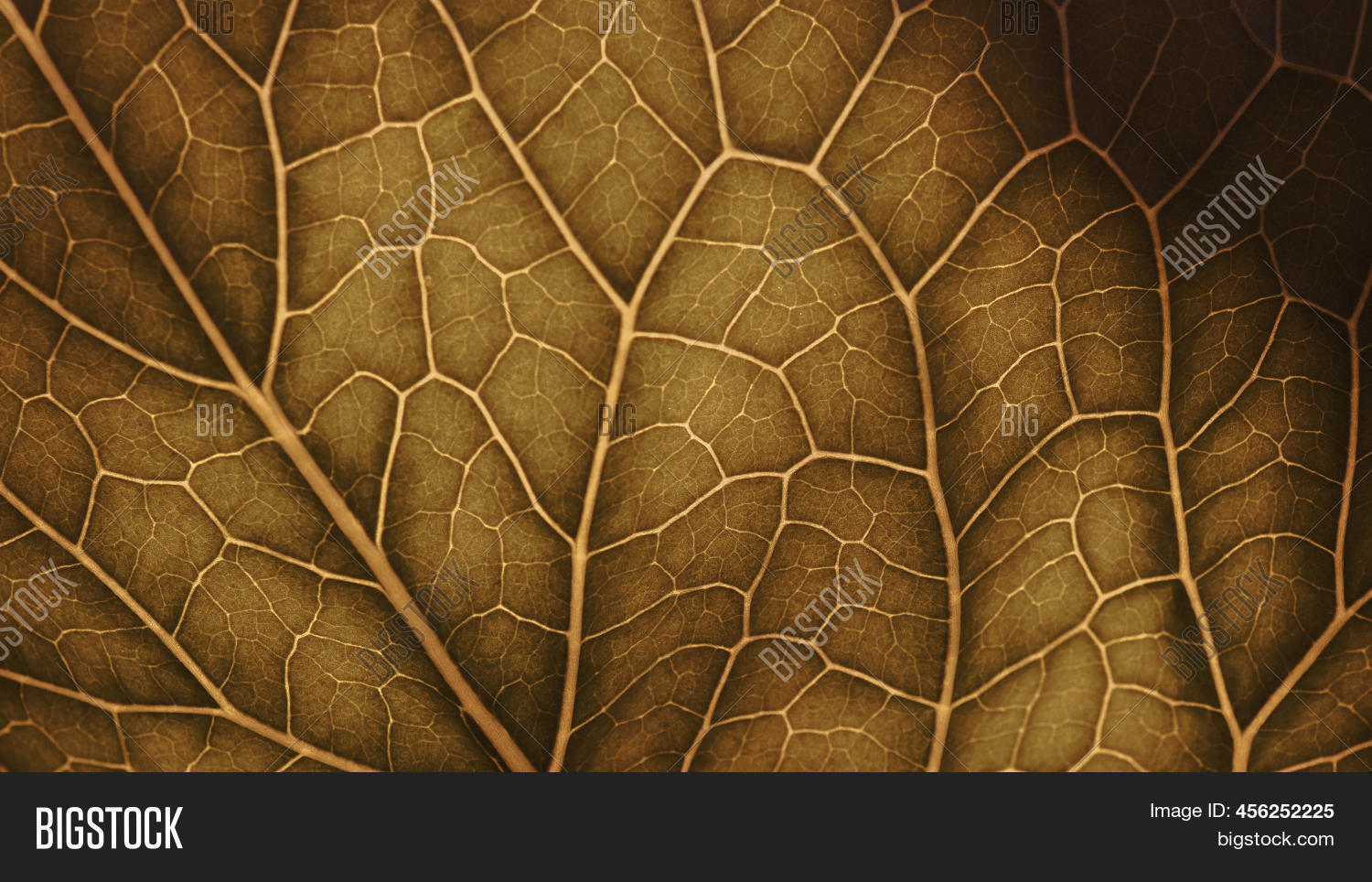Plant Leaf Close-. Image & Photo (Free Trial) | Bigstock