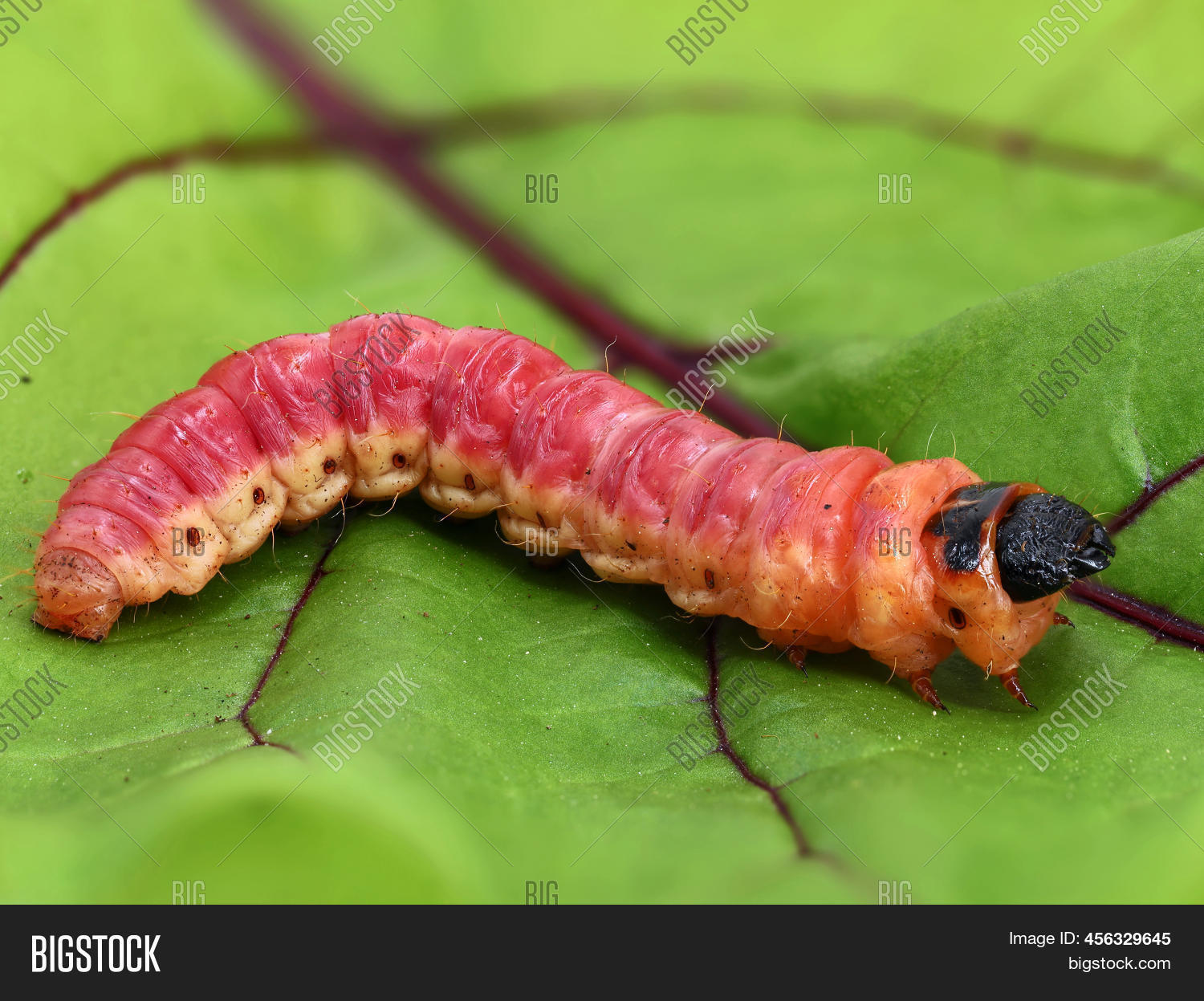 Cossus Cossus Image & Photo (Free Trial) | Bigstock