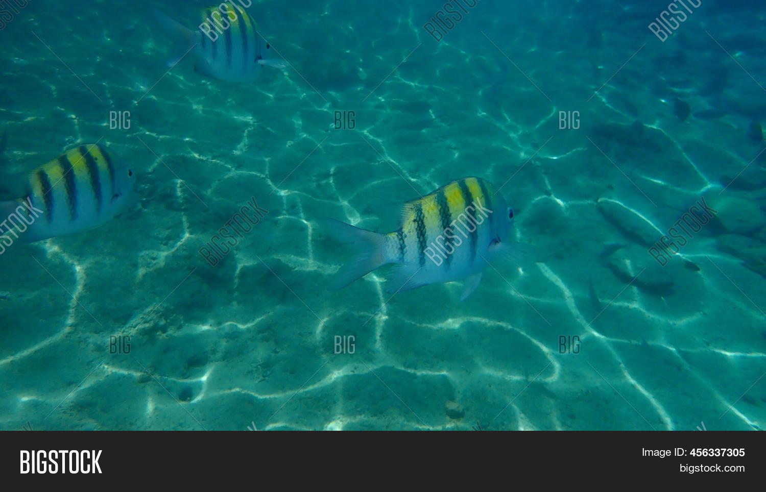 Sergeant Major Cow Image & Photo (Free Trial) | Bigstock