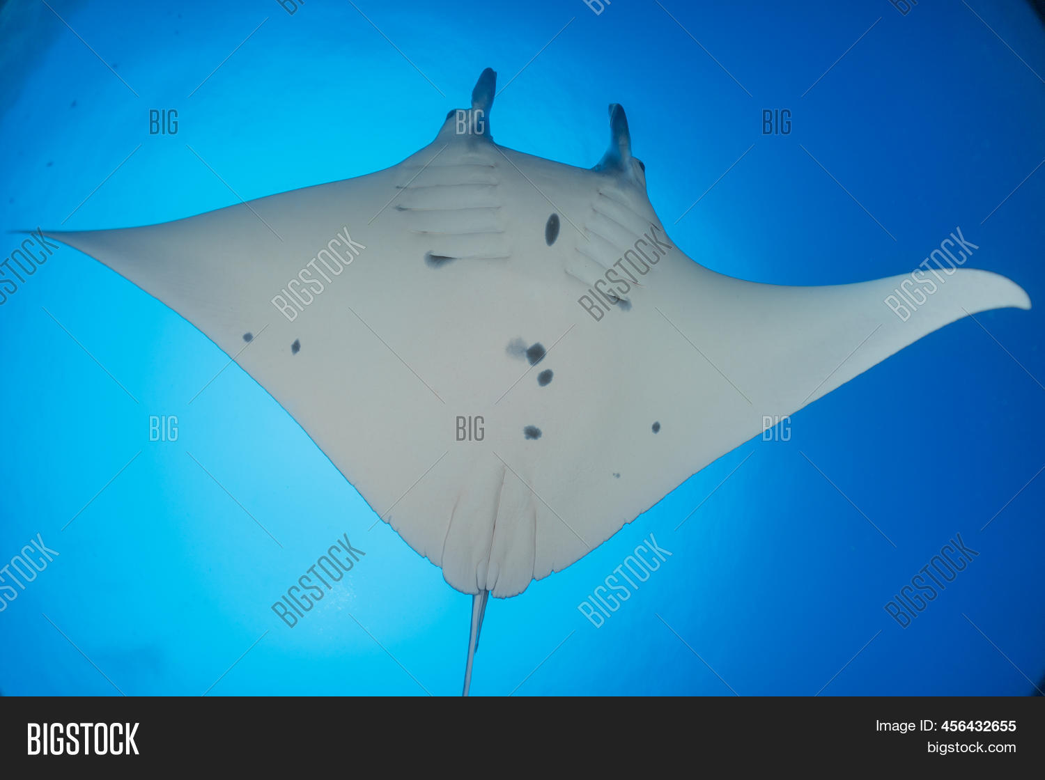 Manta Rays Swim Image & Photo (Free Trial) | Bigstock
