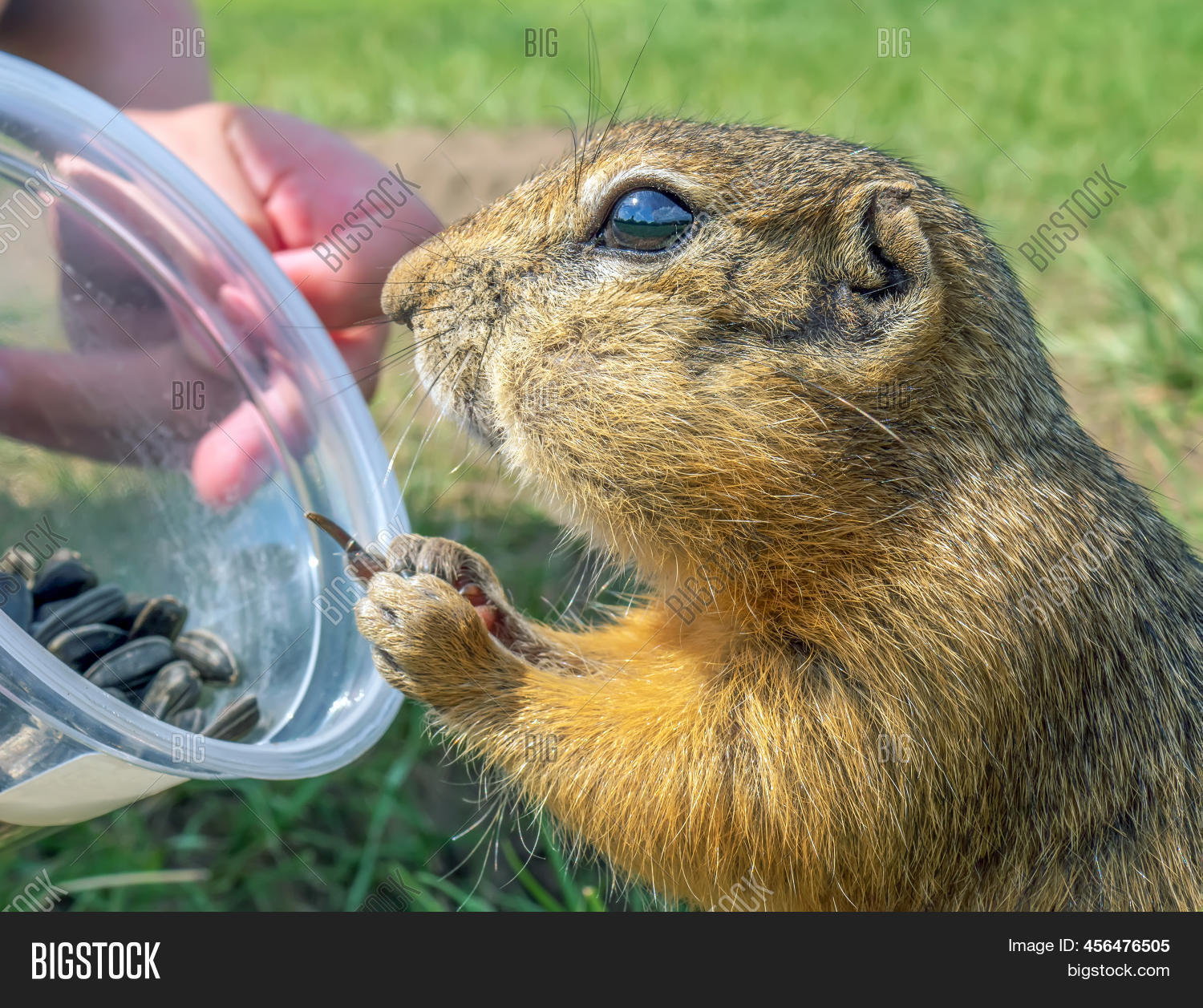 Human Feeding Gopher Image & Photo (Free Trial) | Bigstock