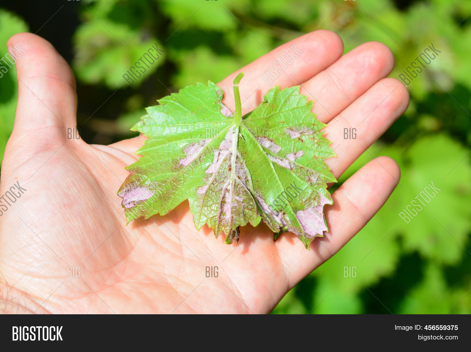 Grapevine Infected By Image & Photo (Free Trial) | Bigstock