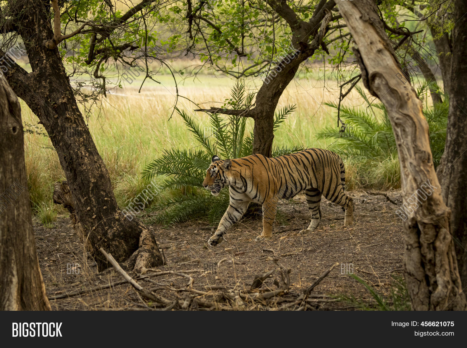 Wild Bengal Female Image & Photo (Free Trial) | Bigstock