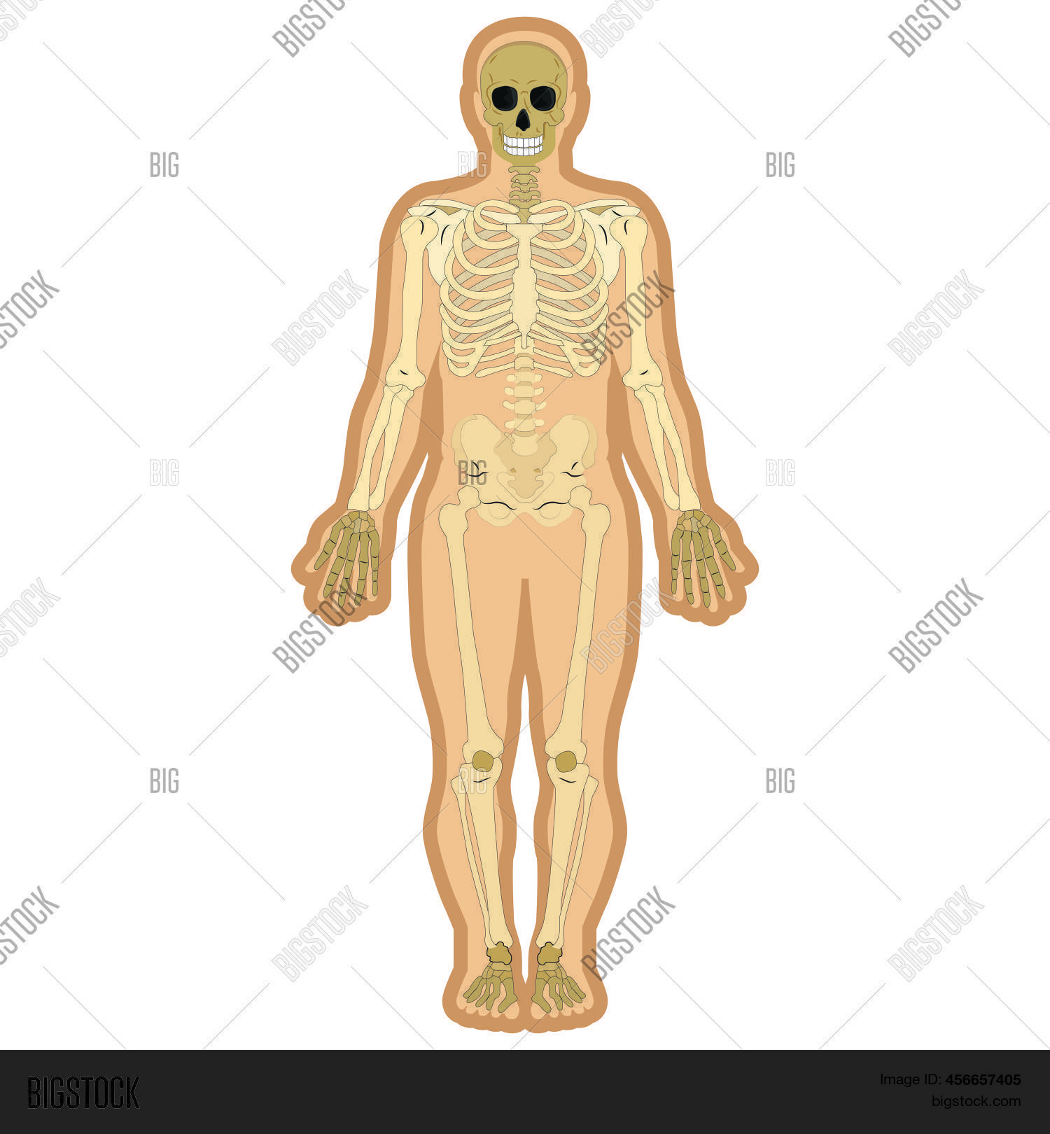 Skeleton Bones Inside Vector & Photo (Free Trial) | Bigstock