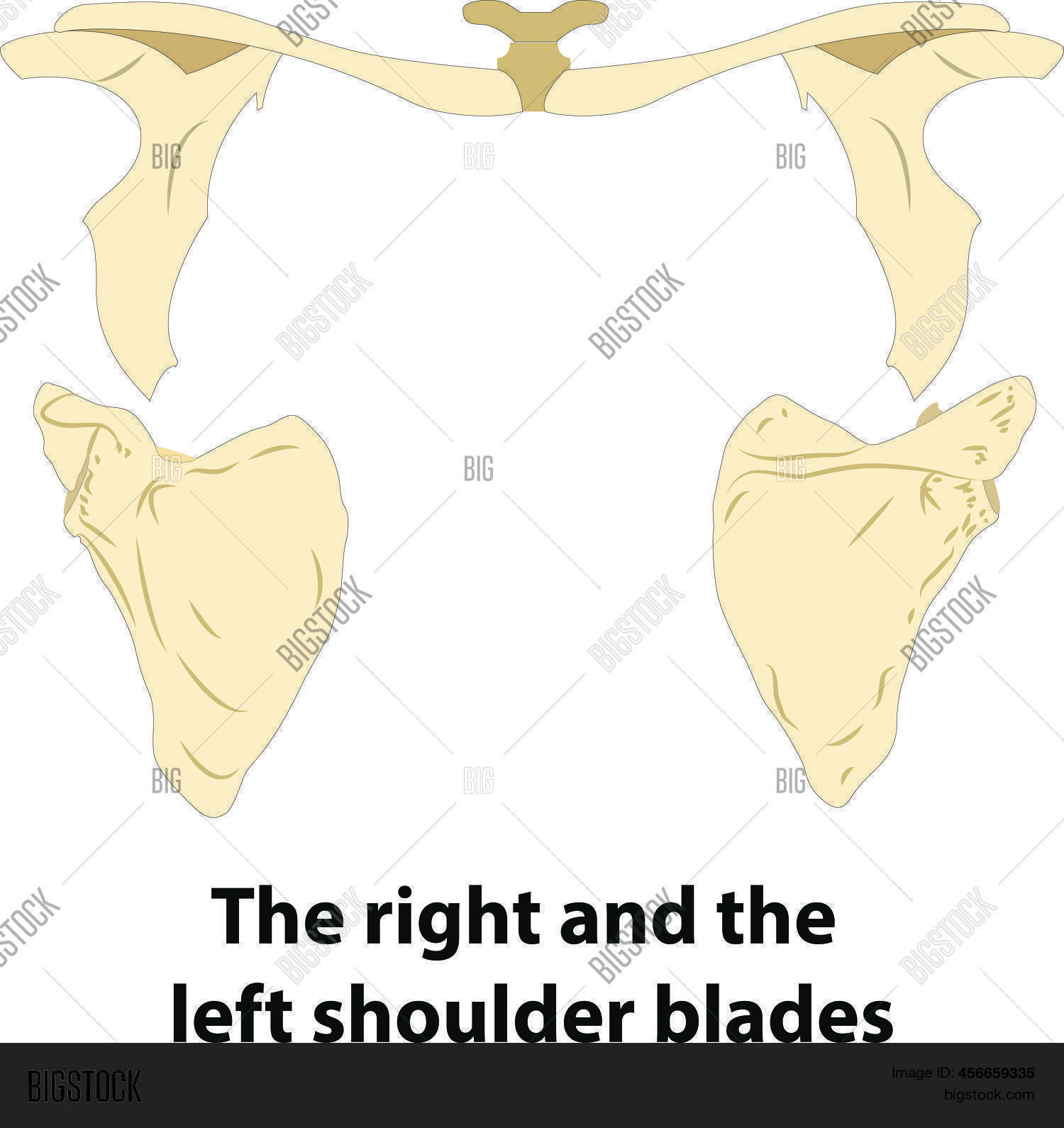 Human Anatomy. Right Vector & Photo (Free Trial) | Bigstock
