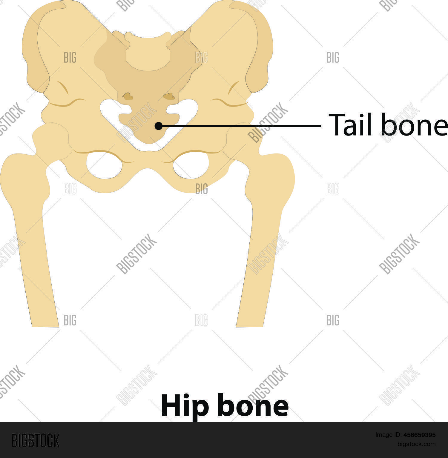 Human Hip Bone Tail Vector And Photo Free Trial Bigstock