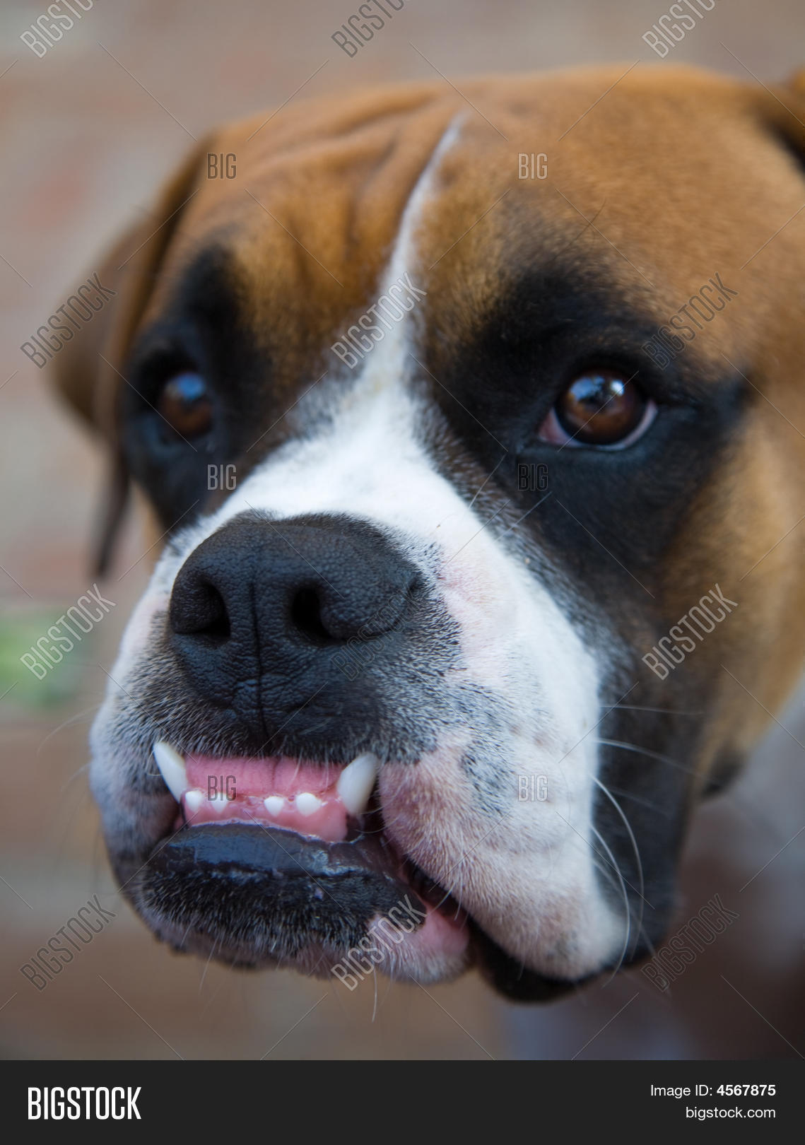 Smiling Boxer Dog Image & Photo (Free Trial) | Bigstock