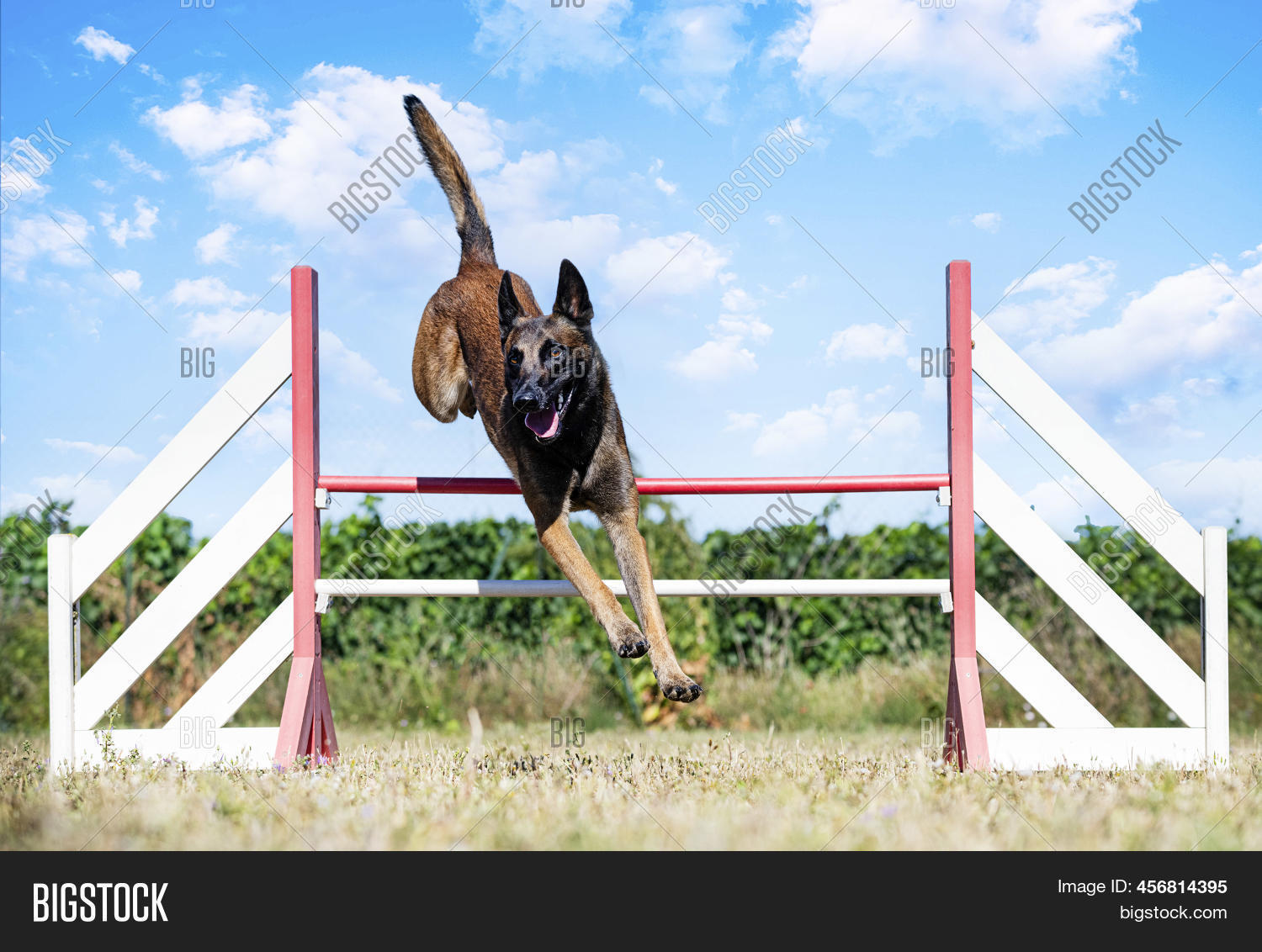 Training Agility Image & Photo (Free Trial) | Bigstock