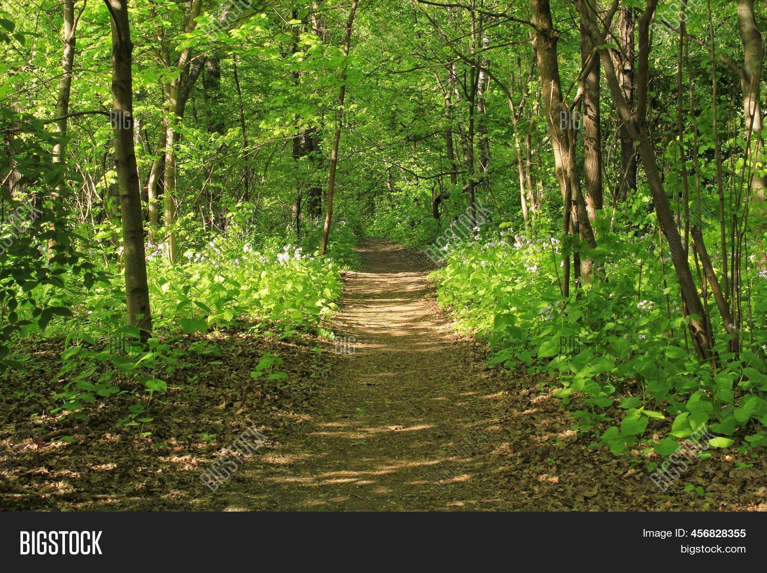 Summer Forest Image & Photo (Free Trial) | Bigstock