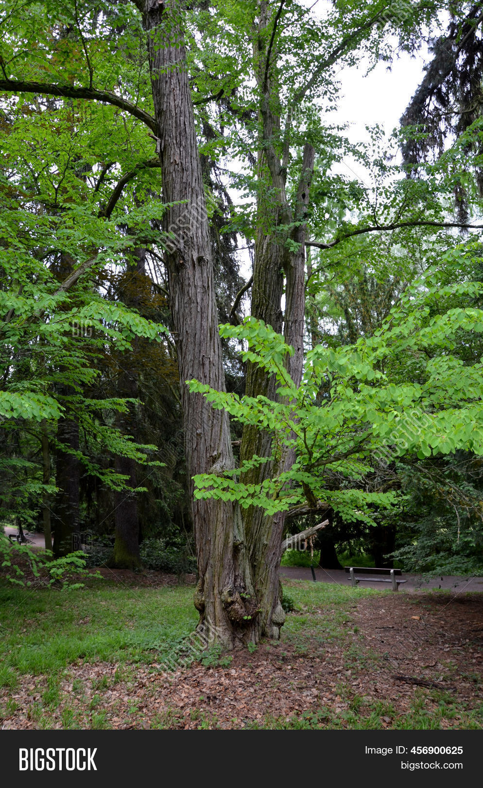 Deciduous Tree Native Image & Photo (Free Trial) | Bigstock