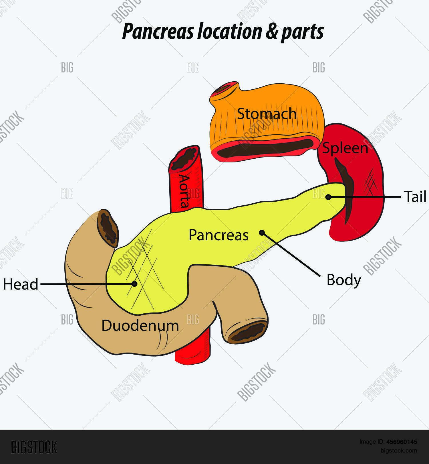 Pancreas Location
