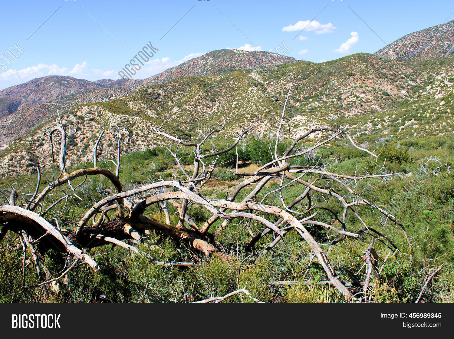 Parched Tree Branches Image & Photo (Free Trial) | Bigstock