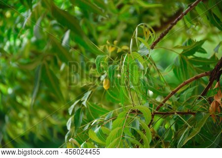 Neem Images, Illustrations & Vectors (Free) - Bigstock