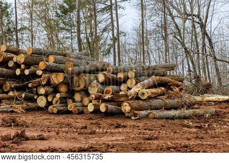 Trees Chopped Stacked Image & Photo (Free Trial) | Bigstock