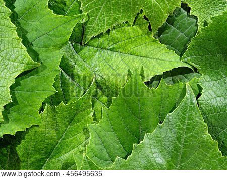 Green Grape Leaves Image & Photo (Free Trial) | Bigstock
