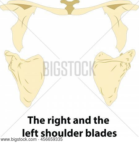 Human Anatomy. Right Vector & Photo (Free Trial) | Bigstock